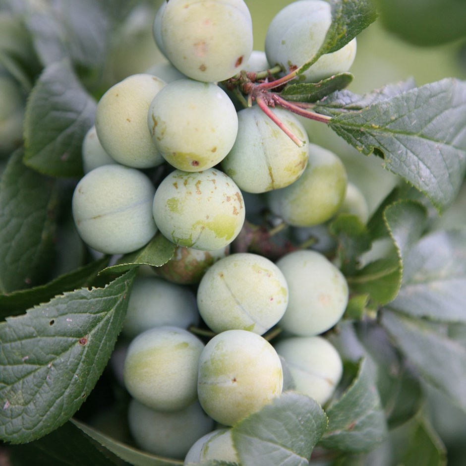 Cambridge Gage | Arcadia Garden Design